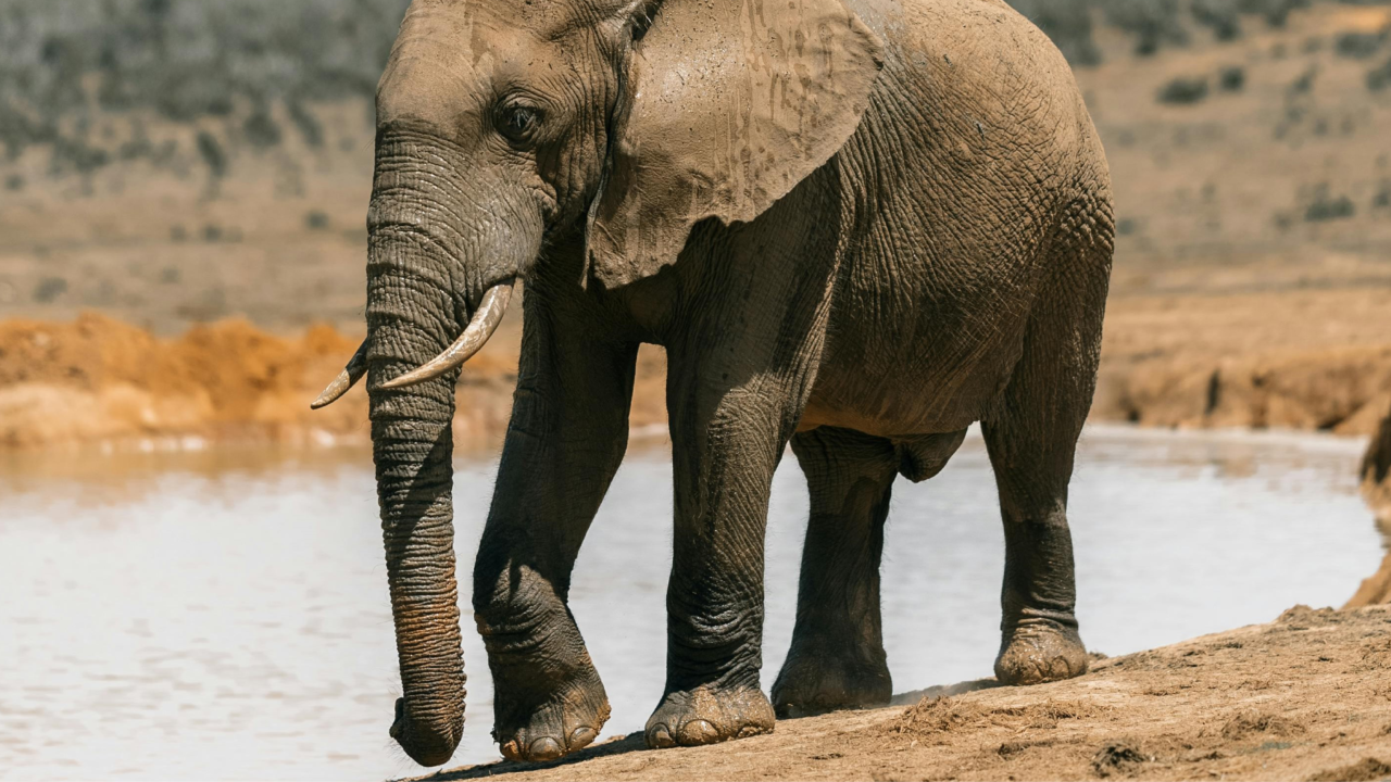 Elephant Trunk | Amigo Plant